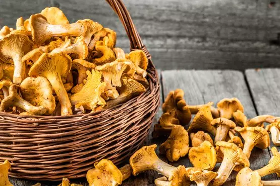 Chanterelles - vedetele din bucătărie din pădure