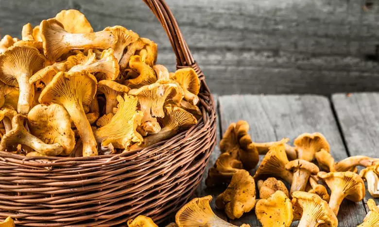 Chanterelles مشهور مرخیړی دي چې تاسو کولی شئ پخپله راټول کړئ.